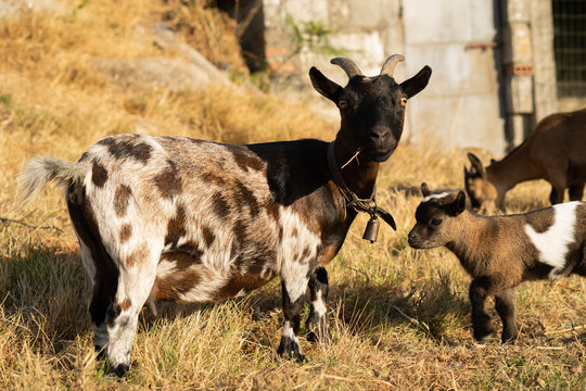 รูปภาพJailbait – เลือกดูภาพถ่ายสต็อก เวกเตอร์ และวิดีโอ178 | Adobe Stock