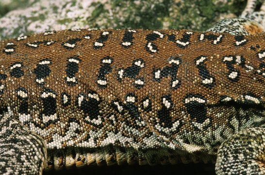 รูปภาพTeju – เลือกดูภาพถ่ายสต็อก เวกเตอร์ และวิดีโอ322 | Adobe Stock