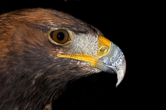 Aquila Bilder – Durchsuchen 22,561 Archivfotos, Vektorgrafiken und ...