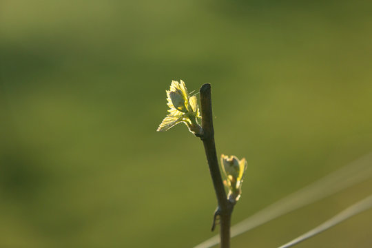 รูปภาพCarneros – เลือกดูภาพถ่ายสต็อก เวกเตอร์ และวิดีโอ219 | Adobe Stock