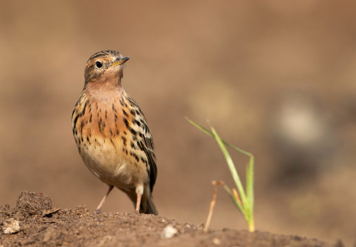 Titlark bilder – Bläddra bland 7,307 stockfoton, vektorer och videor ...