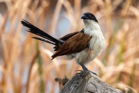 รูปภาพCoucals – เลือกดูภาพถ่ายสต็อก เวกเตอร์ และวิดีโอ939 | Adobe Stock