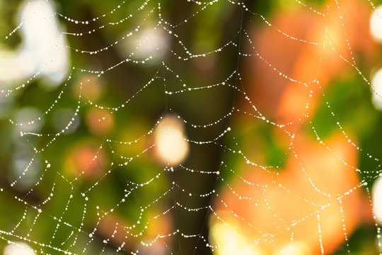 Spinne.spinnweben Bilder – Durchsuchen 11,026 Archivfotos ...