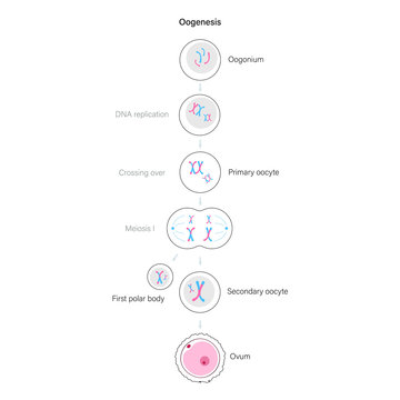 Oogonium Images – Browse 44 Stock Photos, Vectors, and Video | Adobe Stock