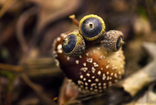 Unedible Bilder – Durchsuchen 482 Archivfotos, Vektorgrafiken und ...