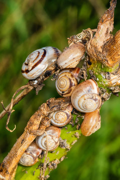 Snail Bed Bilder – Durchsuchen 722 Archivfotos, Vektorgrafiken und ...