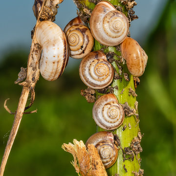 Snail Bed Bilder – Durchsuchen 722 Archivfotos, Vektorgrafiken und ...