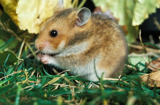 Teddyhamster Bilder – Durchsuchen 4,565 Archivfotos, Vektorgrafiken und ...
