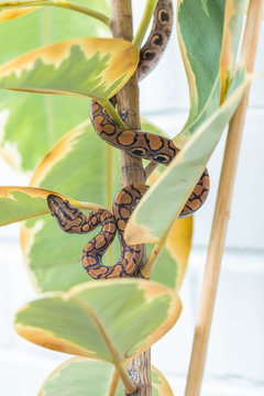 รูปภาพEpicrates – เลือกดูภาพถ่ายสต็อก เวกเตอร์ และวิดีโอ511 | Adobe Stock