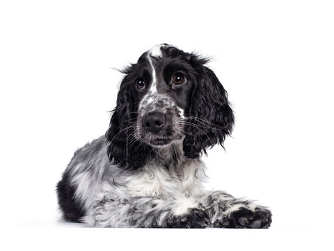 Spaniel White Background Images – Browse 26,086 Stock Photos, Vectors ...