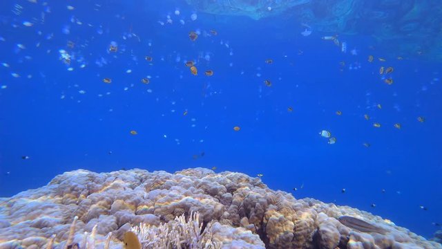 รูปภาพRee – เลือกดูภาพถ่ายสต็อก เวกเตอร์ และวิดีโอ2,933 | Adobe Stock