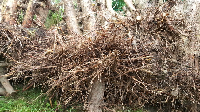 Stubben Images – Browse 466 Stock Photos, Vectors, and Video | Adobe Stock