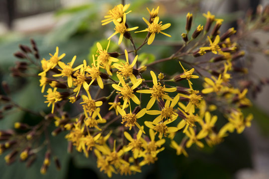 รูปภาพRoldana – เลือกดูภาพถ่ายสต็อก เวกเตอร์ และวิดีโอ89 | Adobe Stock