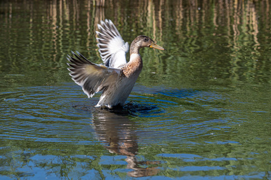 รูปภาพManky – เลือกดูภาพถ่ายสต็อก เวกเตอร์ และวิดีโอ190 | Adobe Stock