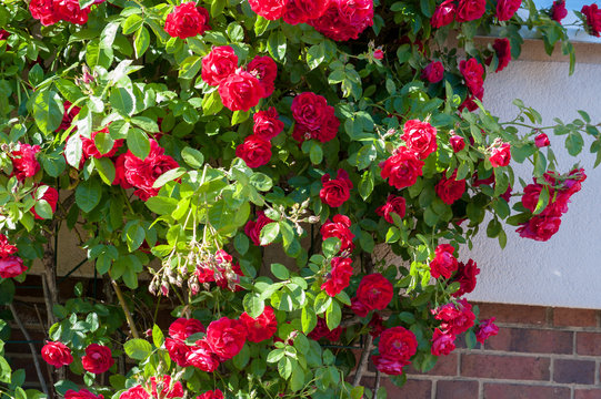 รูปภาพBuschrose – เลือกดูภาพถ่ายสต็อก เวกเตอร์ และวิดีโอ283 | Adobe Stock