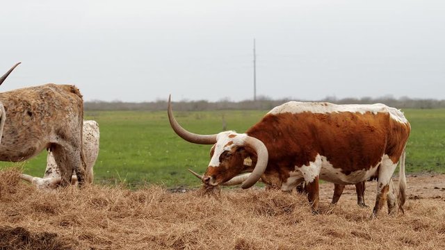 Texas Longhorn Steer Images – Browse 4,391 Stock Photos, Vectors, and ...