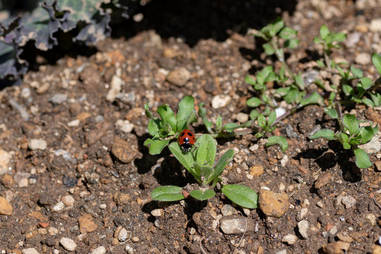 รูปภาพGaebul – เลือกดูภาพถ่ายสต็อก เวกเตอร์ และวิดีโอ748 | Adobe Stock