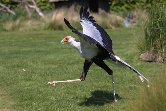 "Secretary Bird" Images – Browse 4,025 Stock Photos, Vectors, and Video ...