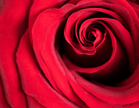 Beautiful Red Rose Backgrounds