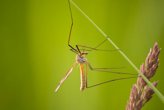 Komar 이미지 – 찾아보기 655 스톡 사진, 벡터 및 비디오 | Adobe Stock