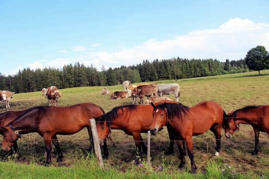 Huftiere bilder – Bläddra bland 2,047 stockfoton, vektorer och videor ...