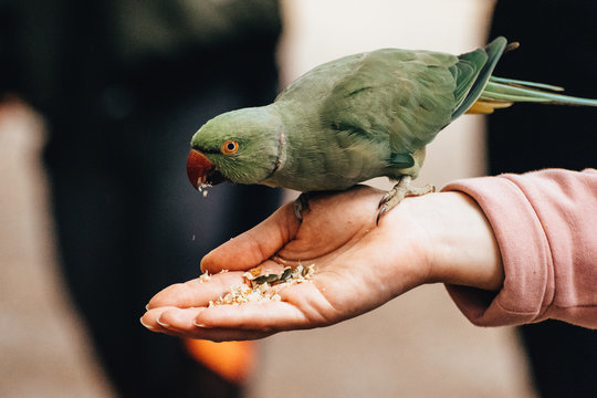 「Parot」の画像 - 537 件の Stock 写真、ベクターおよびビデオ | Adobe Stock