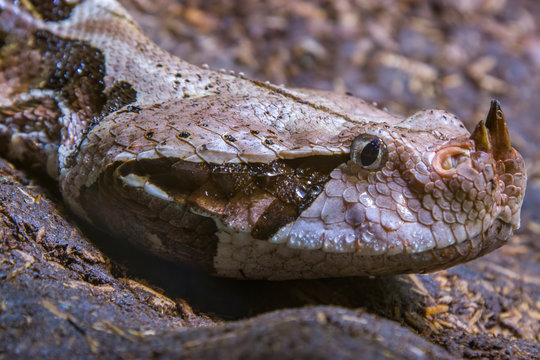 "Gaboon Viper" Images – Browse 397 Stock Photos, Vectors, and Video ...