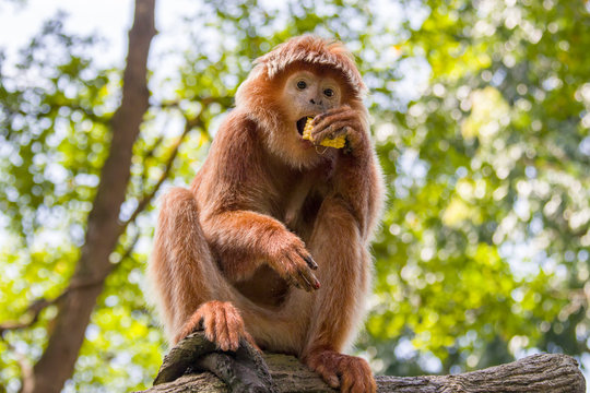 Javaneraffen Bilder – Durchsuchen 657 Archivfotos, Vektorgrafiken und ...