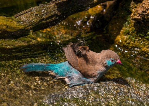 Granivore 이미지 – 찾아보기 2,283 스톡 사진, 벡터 및 비디오 | Adobe Stock