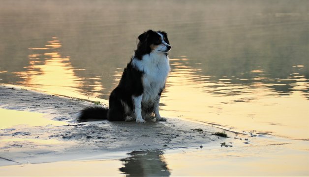 "Mini Australian Shepherd" Images – Browse 724 Stock Photos, Vectors ...