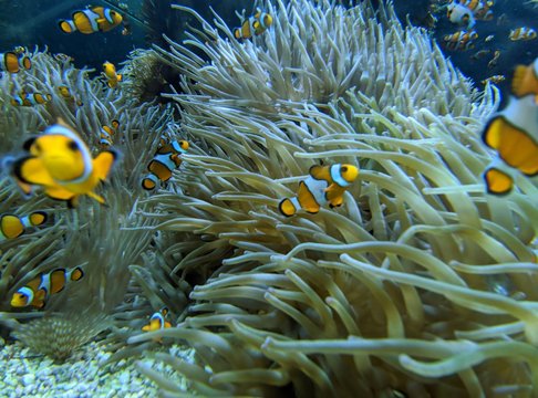 รูปภาพPoisson-Clown – เลือกดูภาพถ่ายสต็อก เวกเตอร์ และวิดีโอ175 | Adobe ...