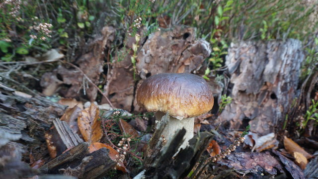 Braunkappe bilder – Bläddra bland 618 stockfoton, vektorer och videor ...