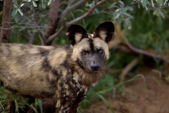 รูปภาพLycaons – เลือกดูภาพถ่ายสต็อก เวกเตอร์ และวิดีโอ3,965 | Adobe Stock