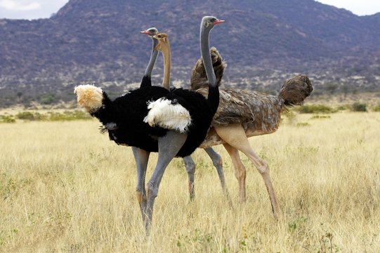 Struthio Bilder – Durchsuchen 8,431 Archivfotos, Vektorgrafiken und ...