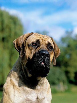 Molosser Bilder – Durchsuchen 6,478 Archivfotos, Vektorgrafiken und ...