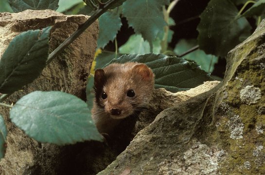 「Mustelid」の画像 - 3,872 件の Stock 写真、ベクターおよびビデオ | Adobe Stock
