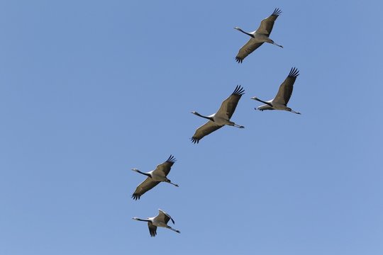 Imagens de Antropoide – Explore Fotografias do Stock, Vetores e Vídeos ...