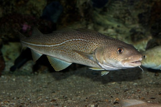 Skrei Bilder – Durchsuchen 3,329 Archivfotos, Vektorgrafiken und Videos ...