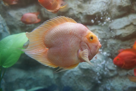 Baby Red Parrot Fish