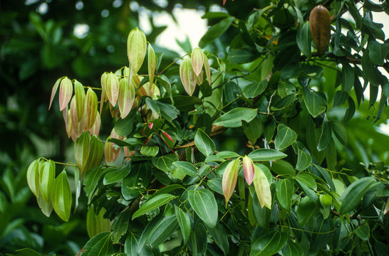 Cannelier Images – Browse 129 Stock Photos, Vectors, and Video | Adobe ...