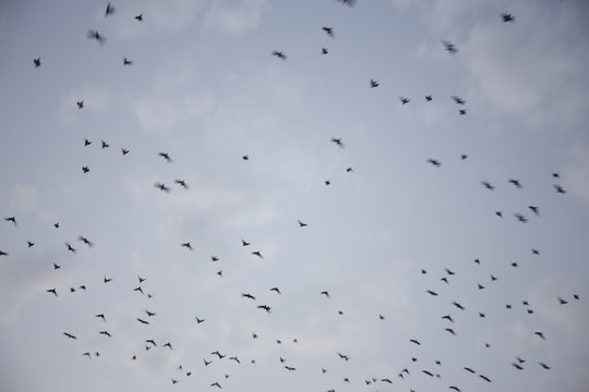 "Lots Of Birds" Images – Browse 71 Stock Photos, Vectors, and Video ...