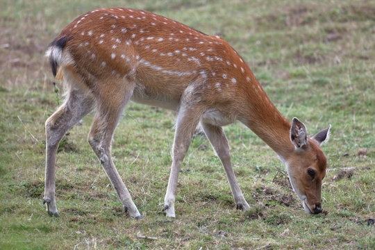 รูปภาพCariacou – เลือกดูภาพถ่ายสต็อก เวกเตอร์ และวิดีโอ560 | Adobe Stock