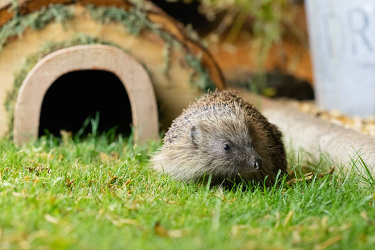 Hoglet Images – Browse 204 Stock Photos, Vectors, and Video | Adobe Stock