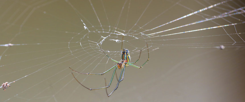 รูปภาพChiriqui – เลือกดูภาพถ่ายสต็อก เวกเตอร์ และวิดีโอ2,487 | Adobe Stock