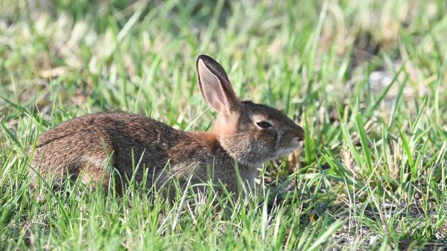 "Eastern Cottontail Rabbit" Images – Browse 1,152 Stock Photos, Vectors ...