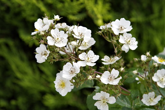 รูปภาพBuschrosen – เลือกดูภาพถ่ายสต็อก เวกเตอร์ และวิดีโอ156 | Adobe Stock