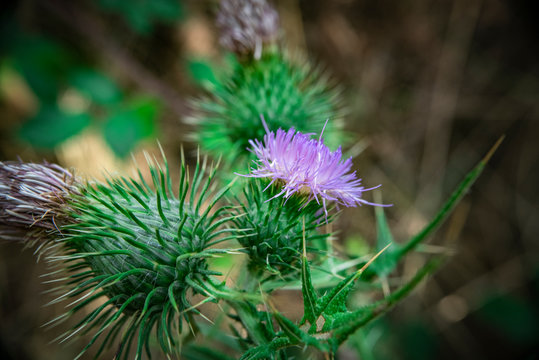 รูปภาพChardon – เลือกดูภาพถ่ายสต็อก เวกเตอร์ และวิดีโอ4,790 | Adobe Stock