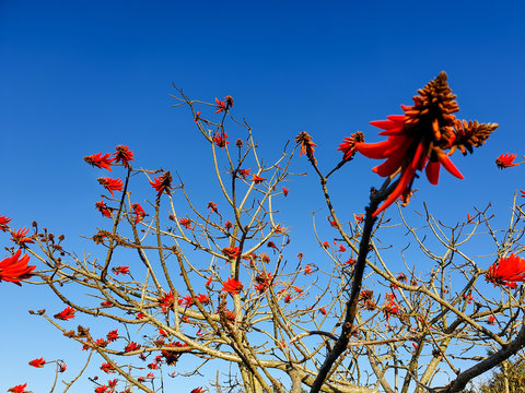 "Lucky Bean Tree" Images – Browse 86 Stock Photos, Vectors, and Video ...