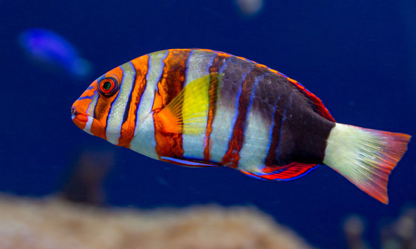 Free Fish Images – Browse 14,804 Free Stock Photos, Vectors, and Video ...