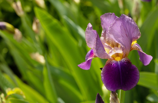 Are Irises Toxic To Cats And Dogs